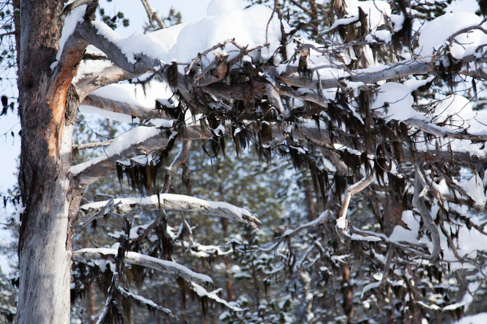 Riekko ja muita luonnonihmeitä – Tuulestatemmattua